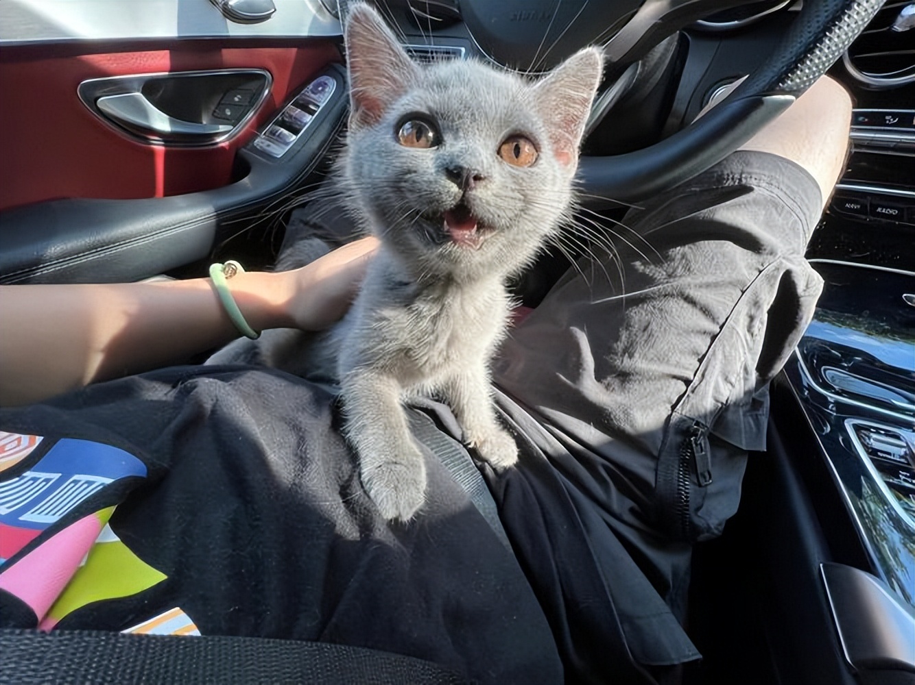 More than 3 blue cats regard you as a "parent", which means you are ...