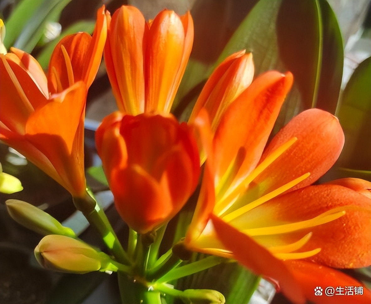 How to make Clivia leaves grow neatly?3 programs to adjust, the leaves ...