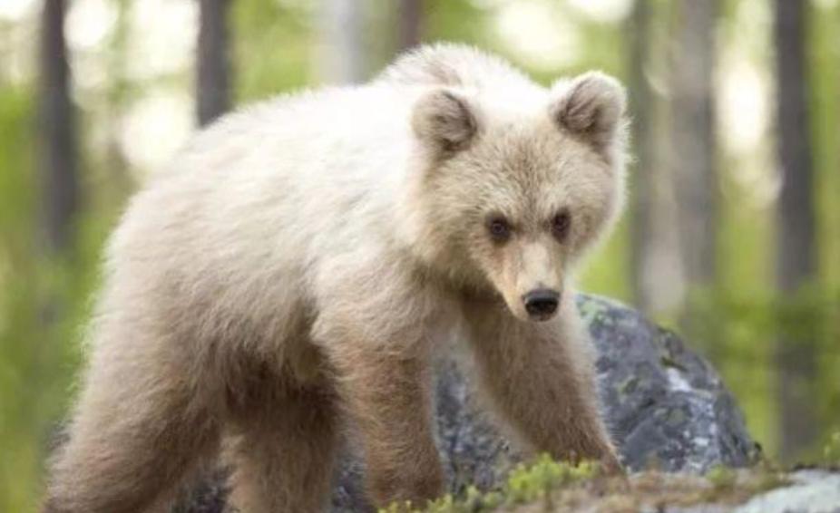 The worst bear in history?I was mistaken for a polar bear and sent to ...