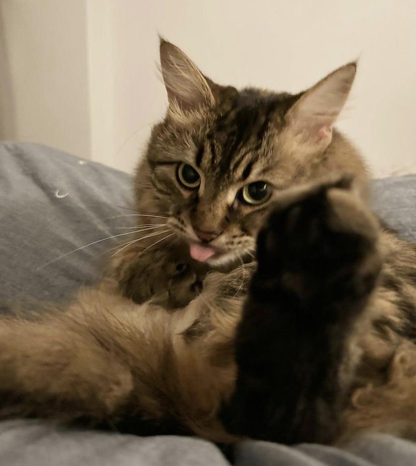 My cat is an evasive personality. She loves me and ignores me when I ...