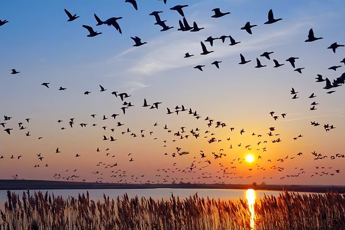 Why do many birds always maintain the habit of migration? Is it innate ...