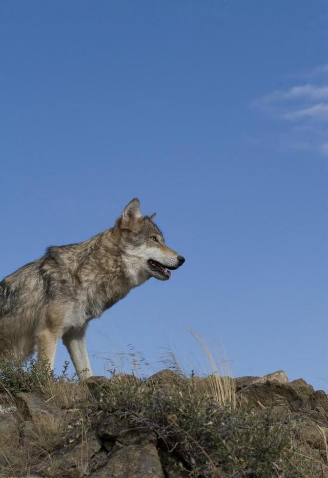 Three wild wolves in Tibet ate the chicks of a bearded vulture, and the ...