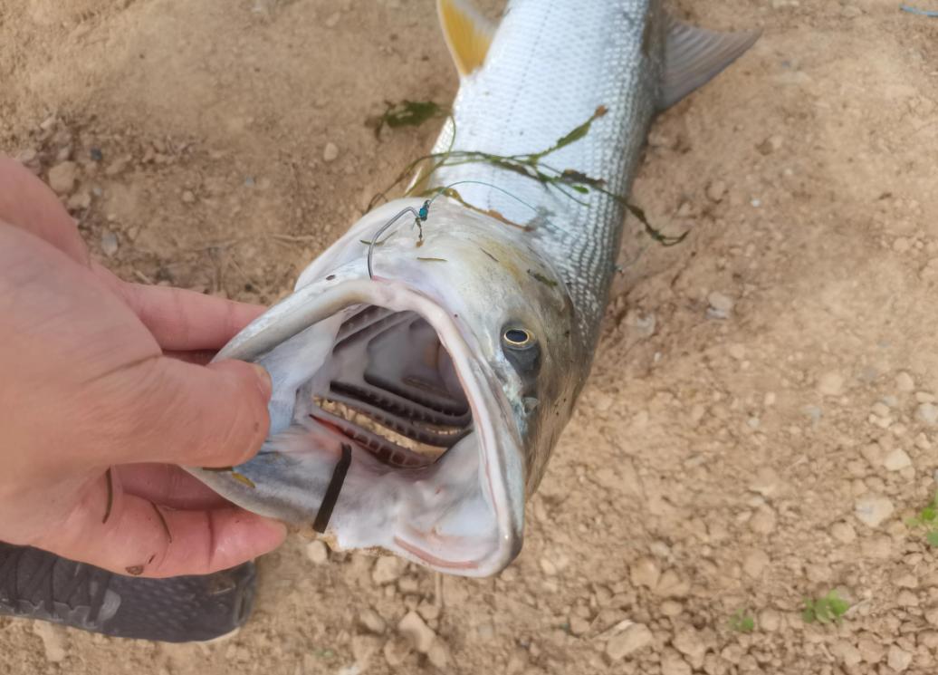 All the fish in Chagan Lake are bath fish? Just look at the farming and ...