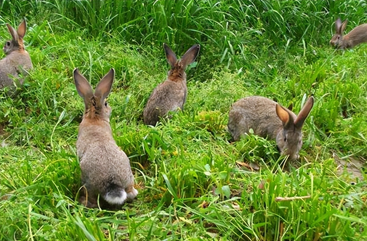 List of the 8 most classic anti-war poems, Li Bai, Du Fu and Bai Juyi ...