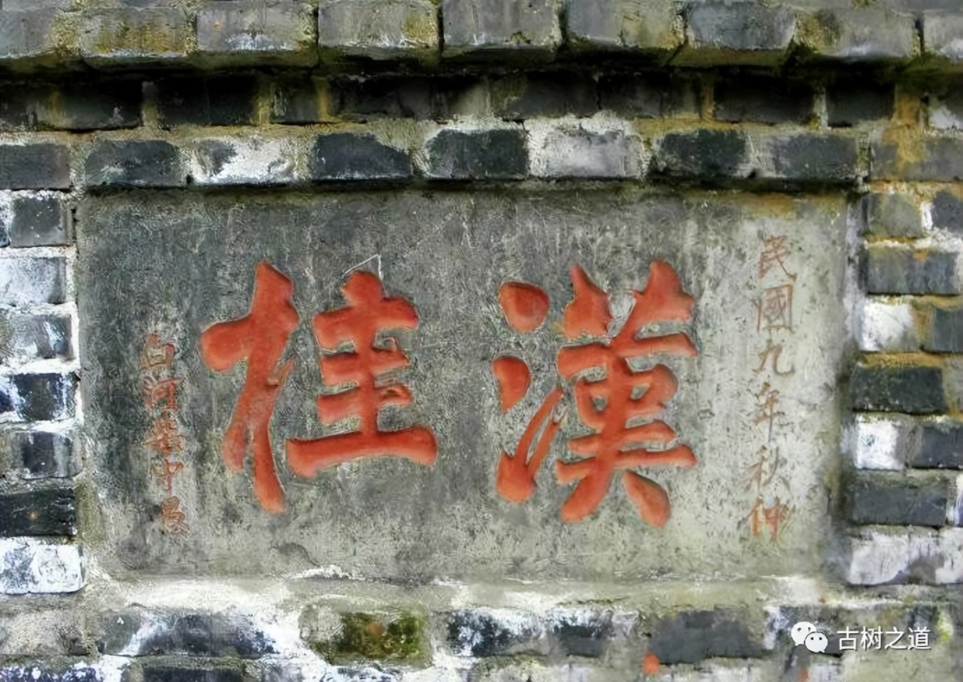 China's Top Ten Ancient Trees - Holy Water Temple Hangui - iNEWS