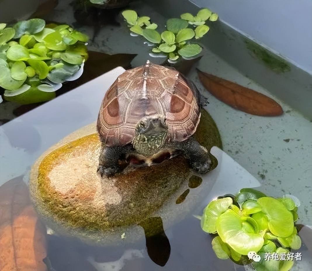 There are actually turtles that cannot be kept as pets, do you think ...