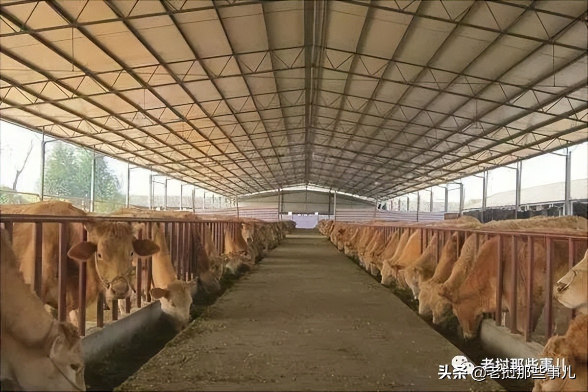 Large-scale cattle raising in Laos?When will 500,000 beef cattle be ...