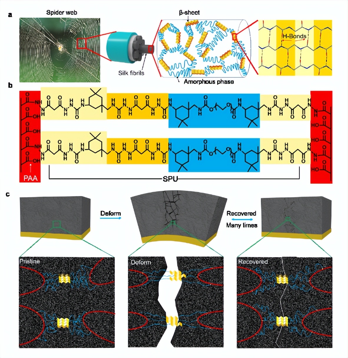 Spider silk-inspired binder designed for flexible lithium-ion batteries ...