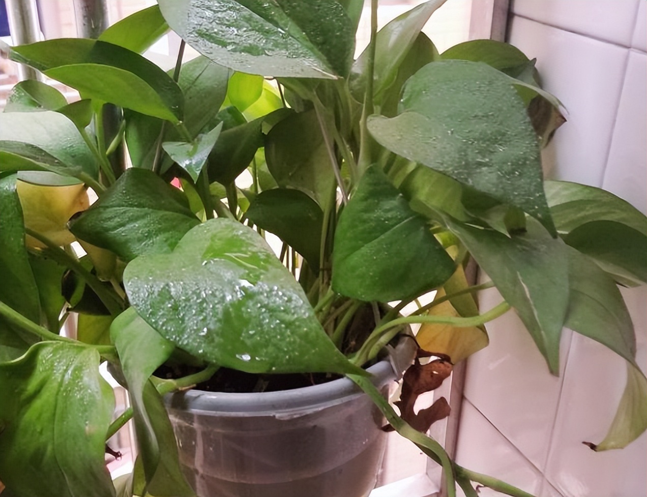 The "old alcoholic" in the plant, a spoonful of beer a day, the leaves ...
