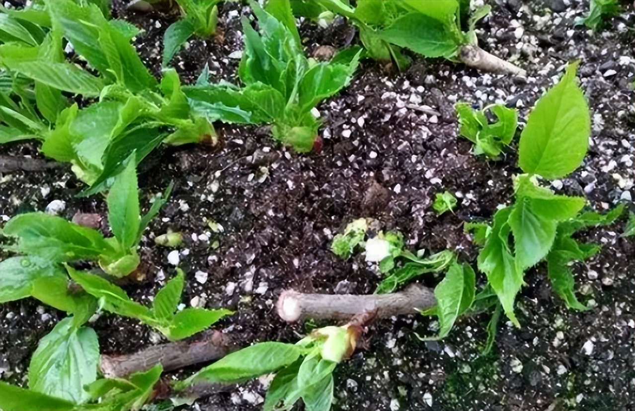 Did you know that cherry blossoms can also be propagated by cuttings ...