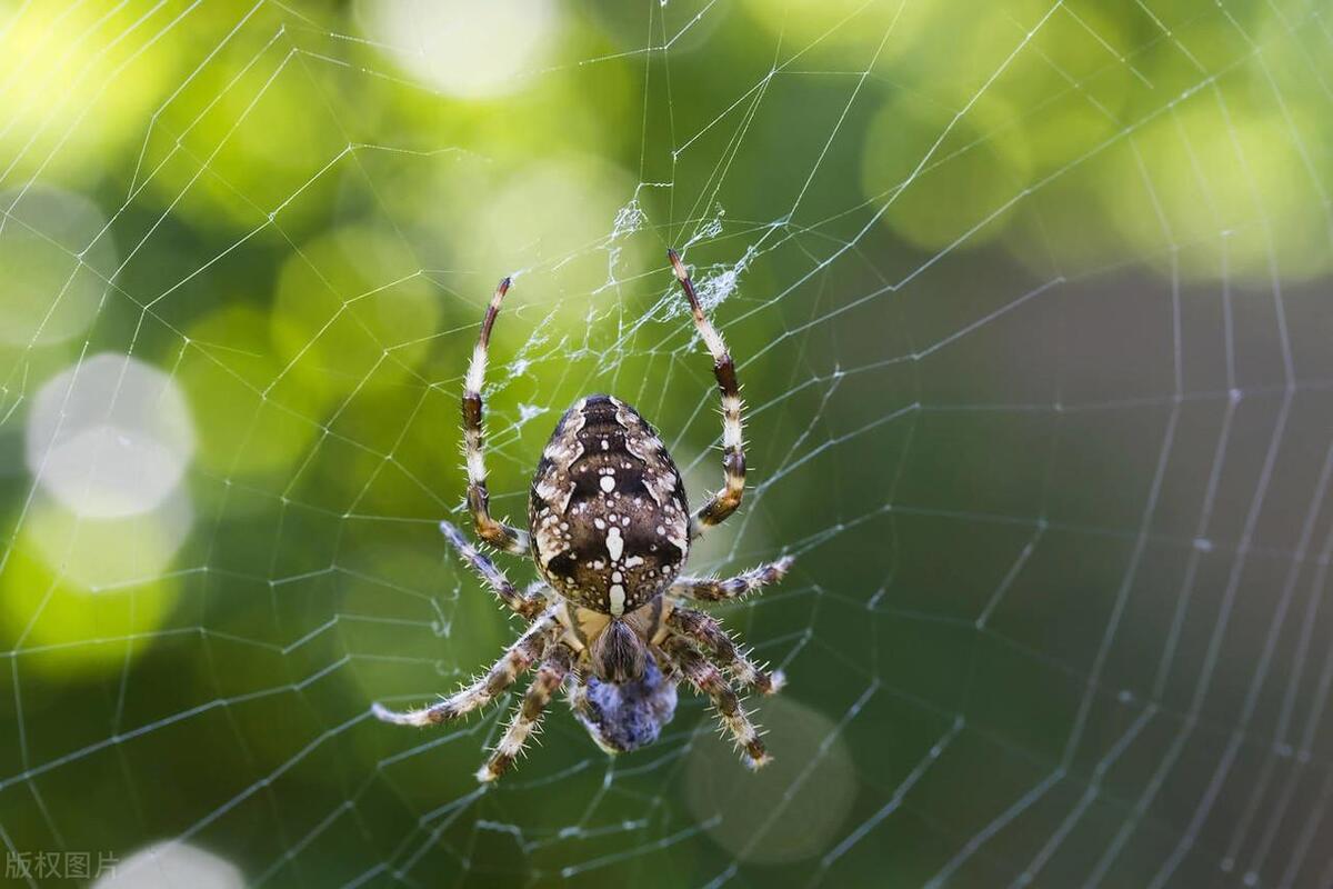 shrimp and spider - iNEWS