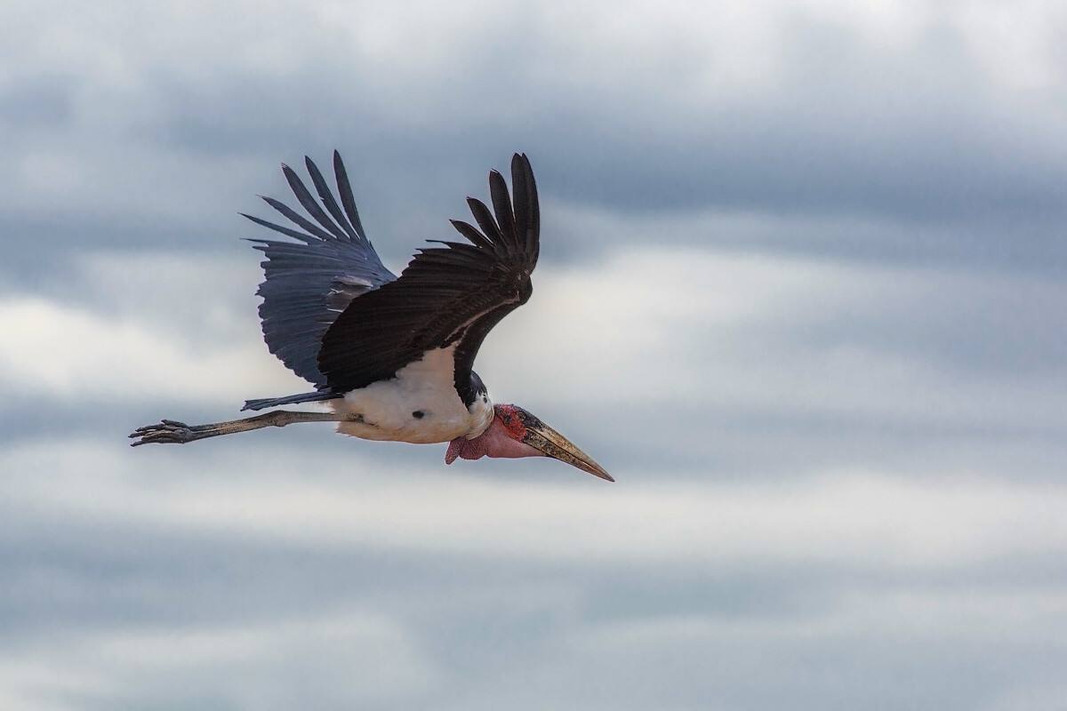 Like scavengers, but bald?The sturdy bird of the African bald stork ...