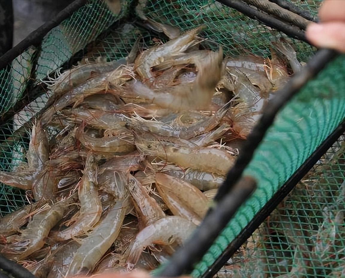When buying prawns, should you choose "straight" or "bent"? Seaside ...