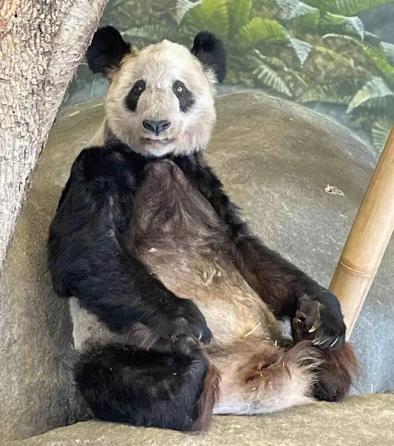 Panda Yaya Lele returns to China after 20 years! Chinese people greeted ...