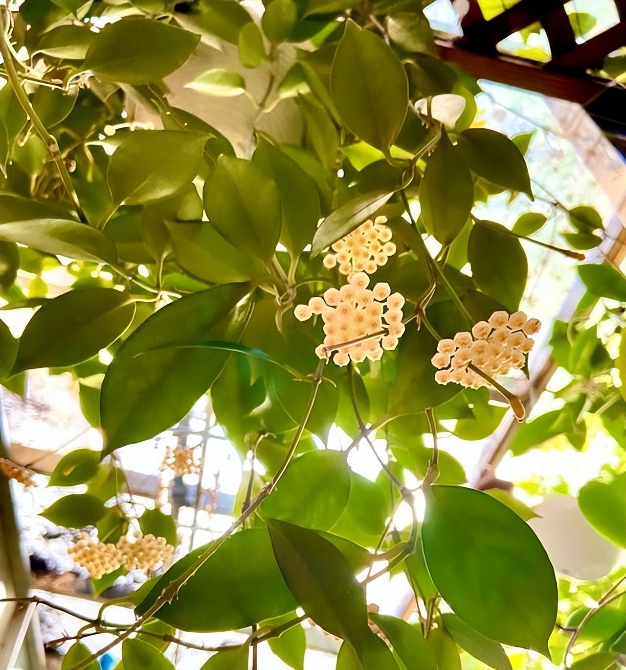 9 kinds of "yin flowers" suitable for growing in "North Balcony", now ...