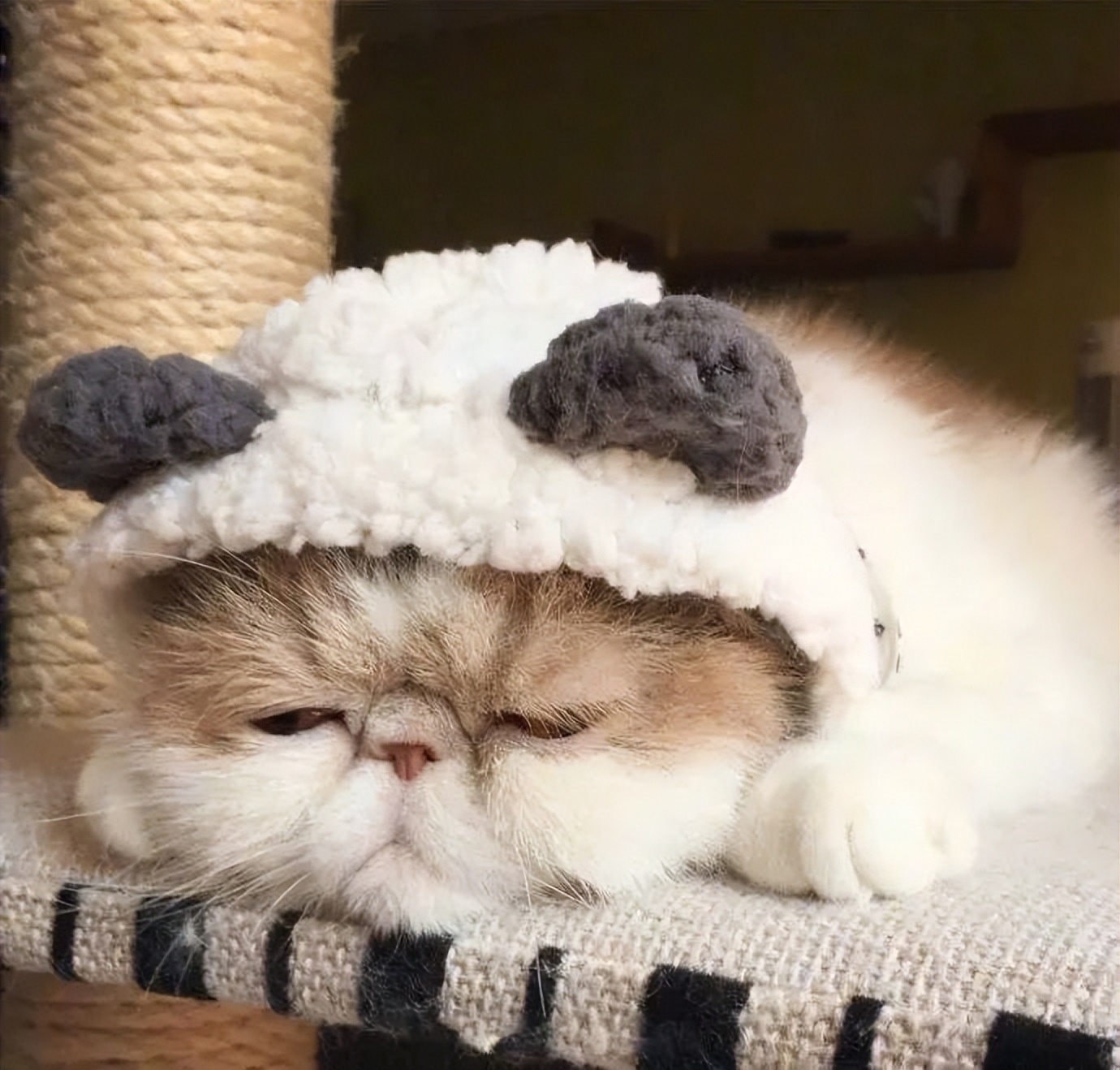 The 5 "best-behaved" cats and the "most noisy" 3 cats, which one is ...