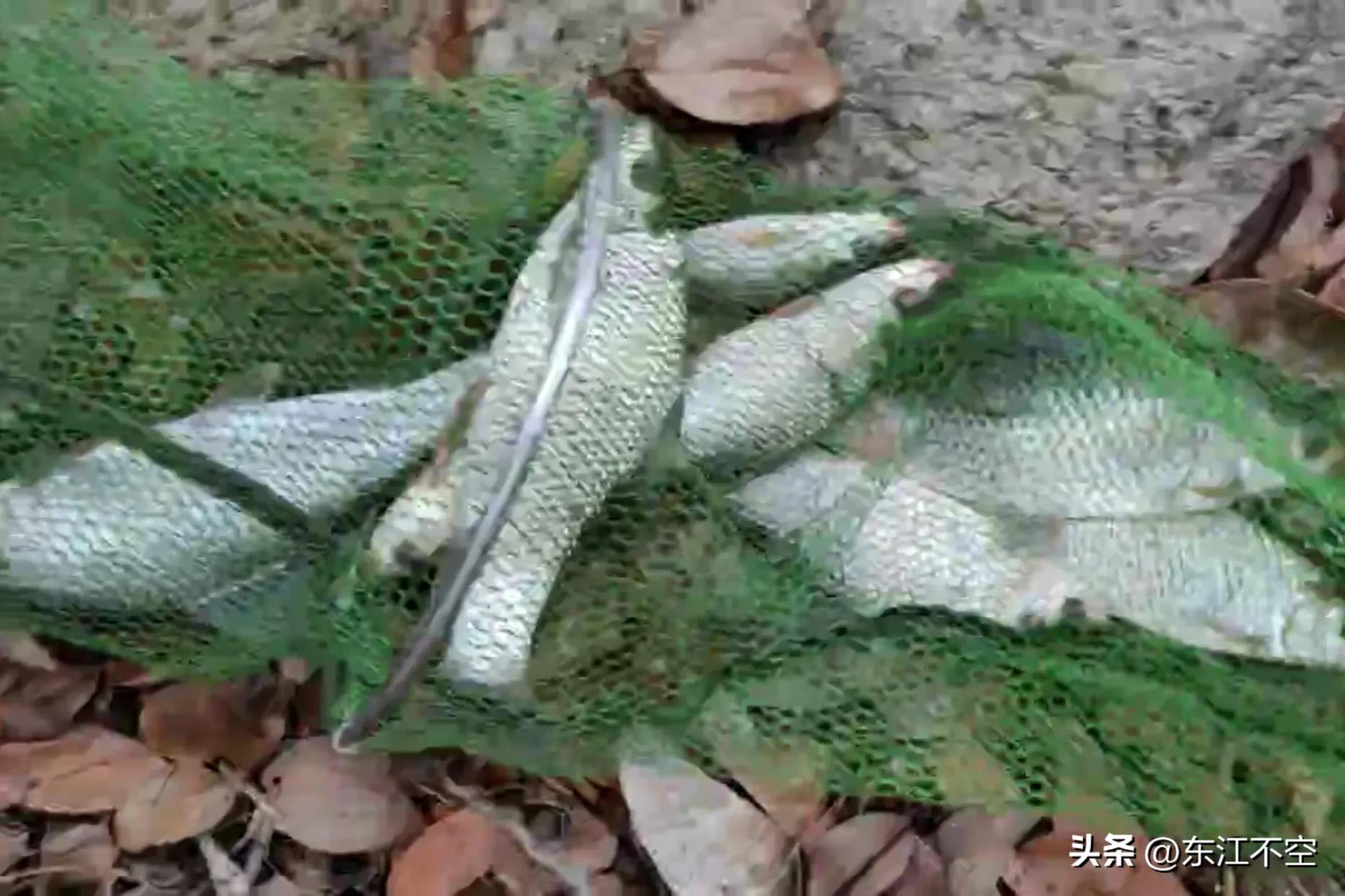 There was a sudden torrential rain in the Dongjiang River. After the ...