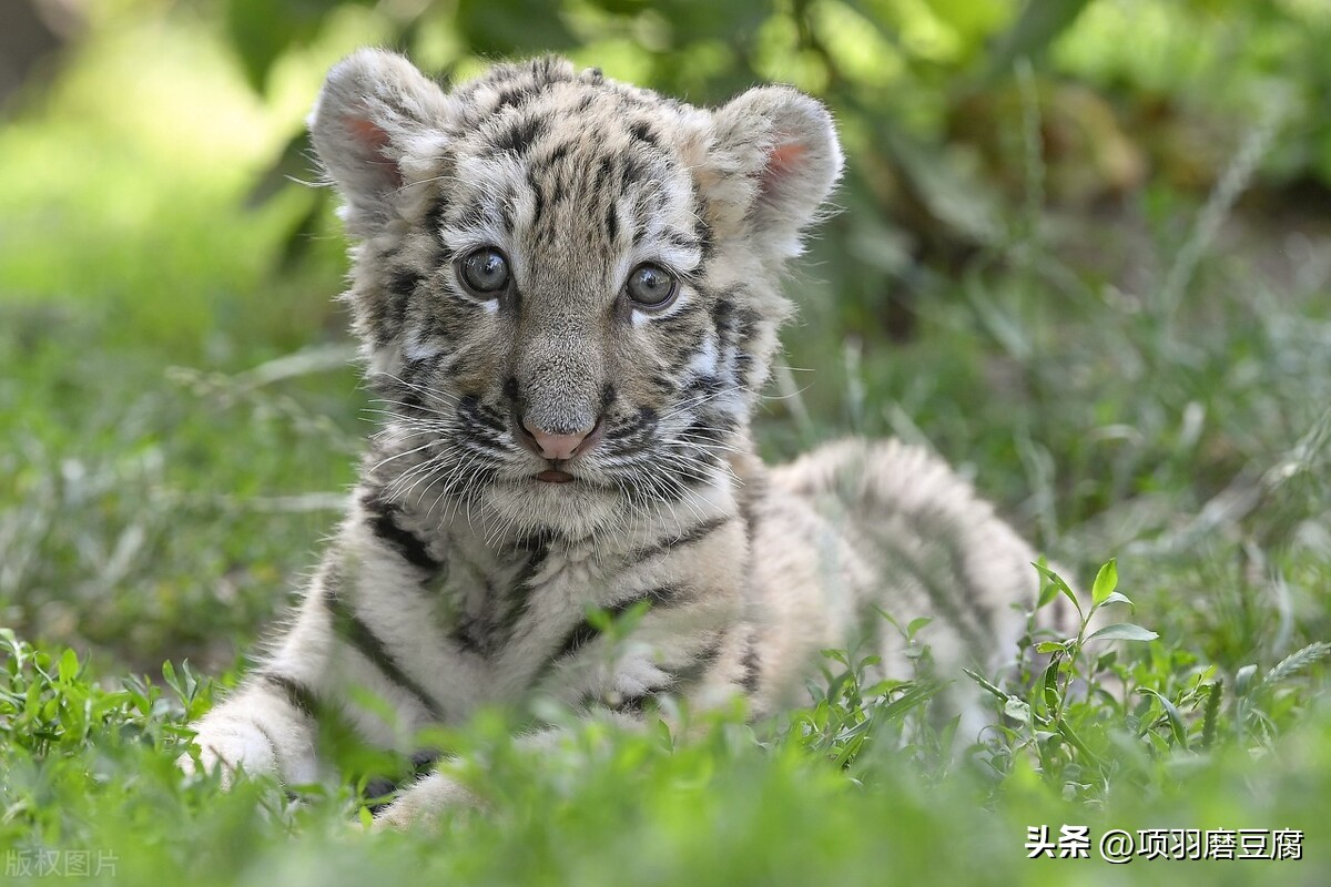 The Hidden Languages of Animals: Decoding Their Communication and ...