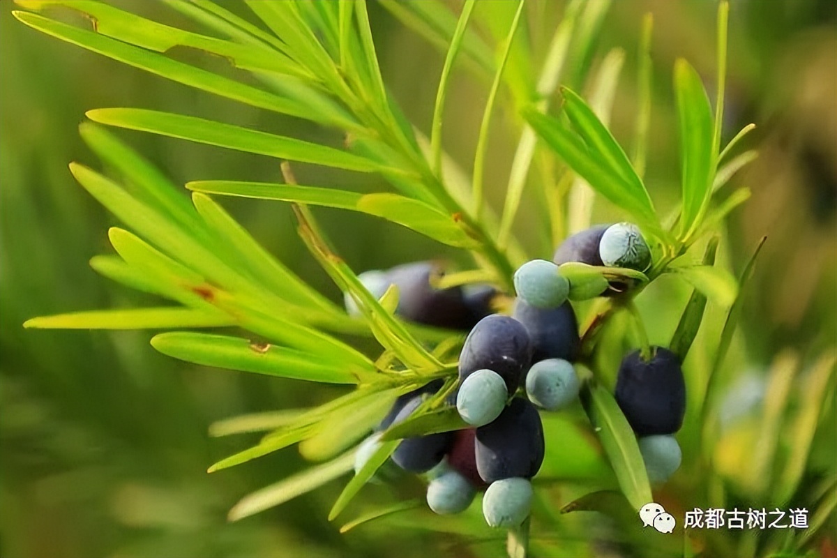 80% of people don't know what the fruit of Luo Han Song looks like - iNEWS