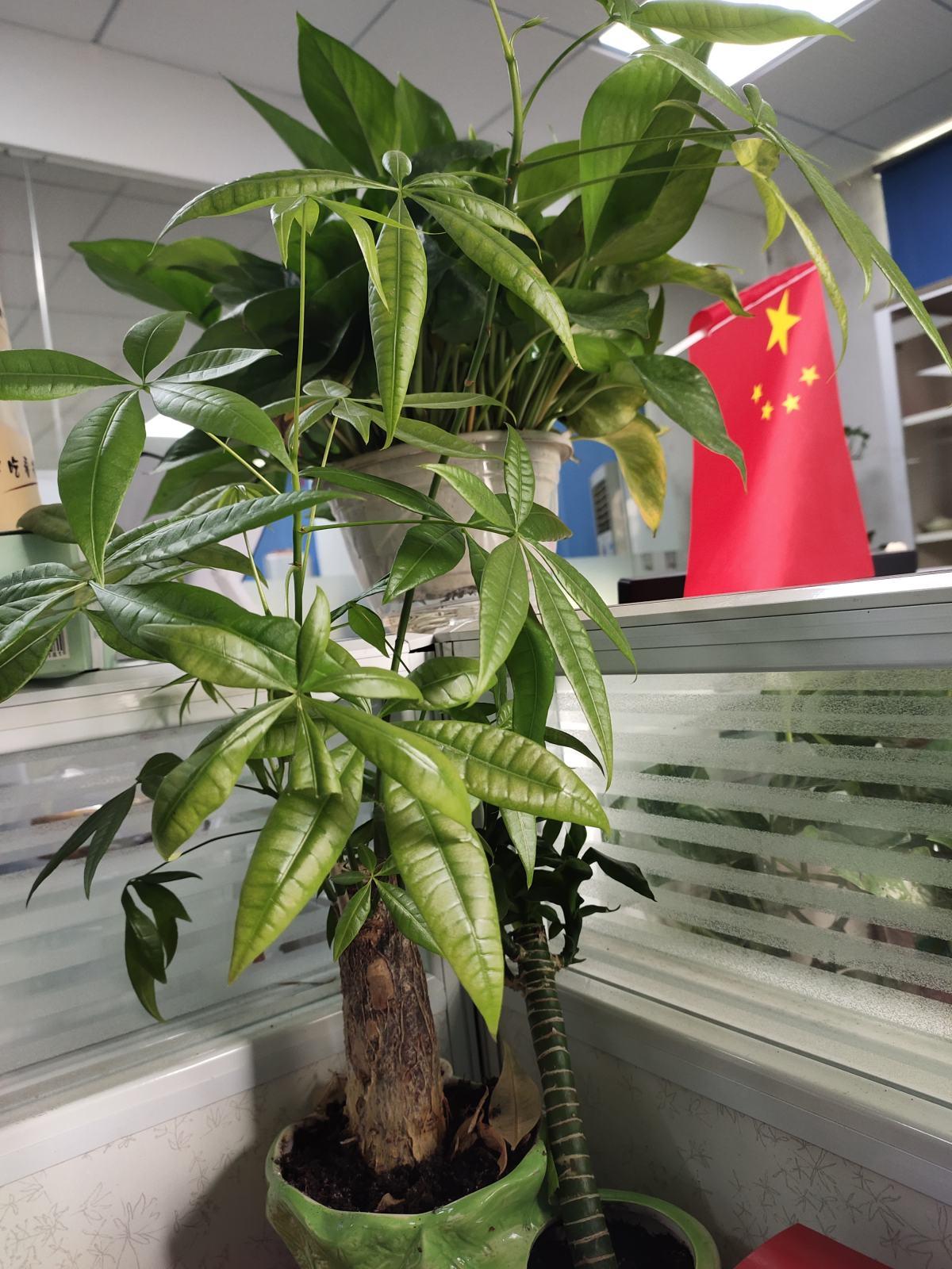 Care should be taken to grow flowers at home, the location is not right ...