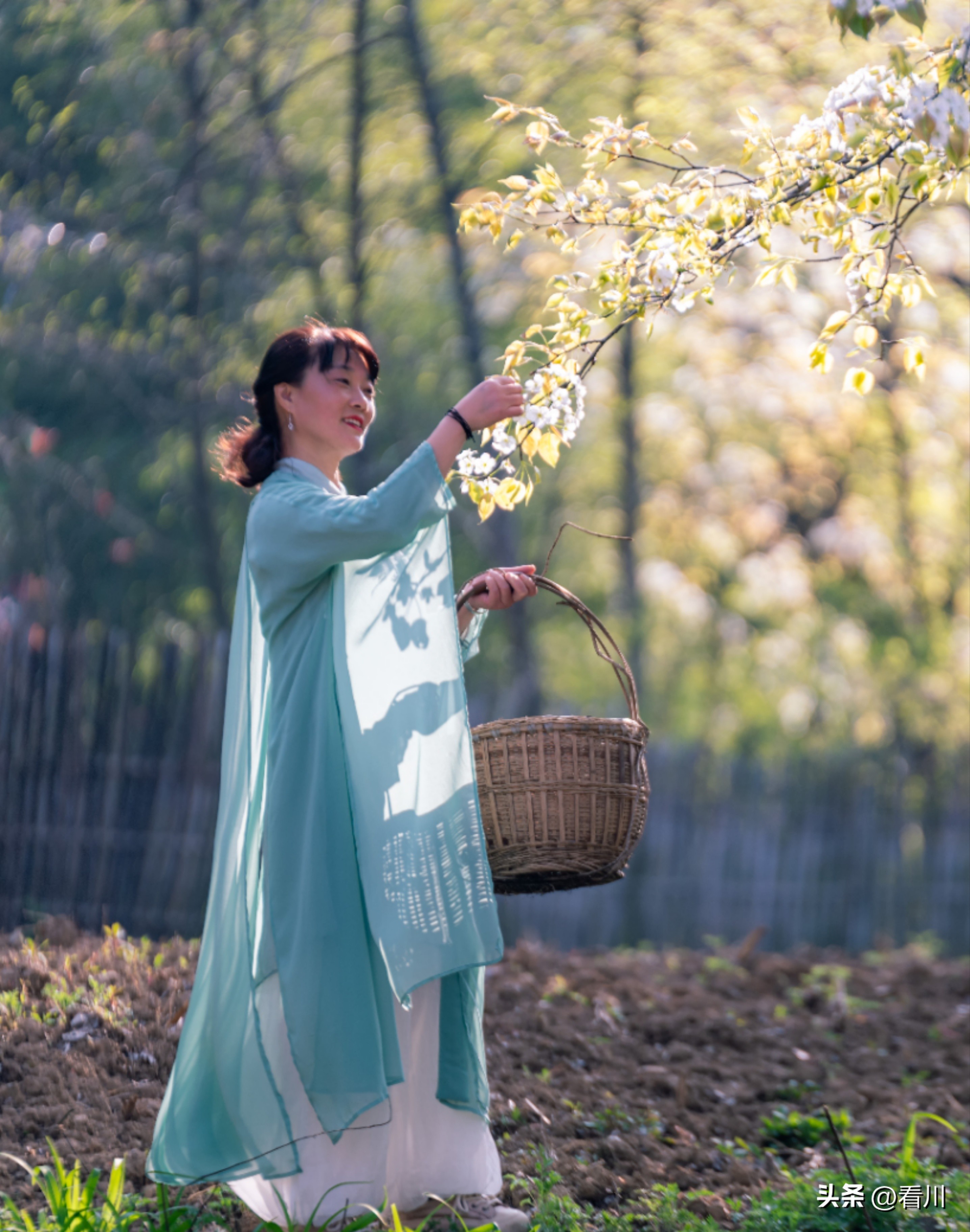 Wanyuan Zhuyu East Pear Village: More than 200 century-old pear trees ...