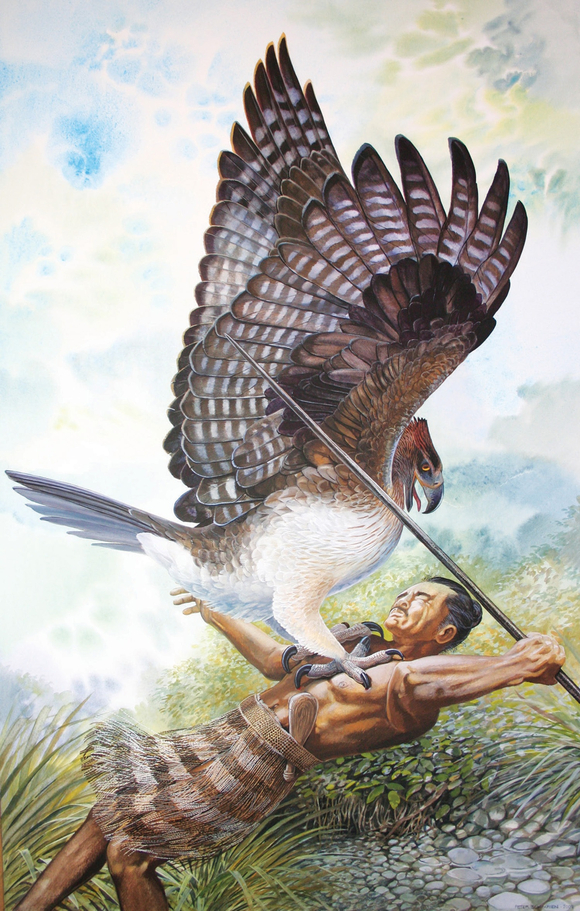 The giant eagle that once preyed on humans - the Haast eagle - iMedia