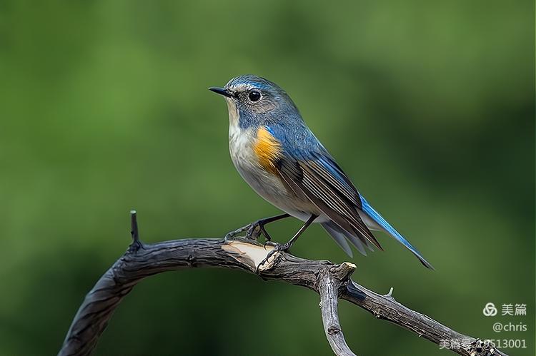 Red-flanked Blue-tailed Robin - iNEWS