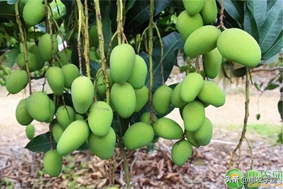 Mango seedling planting time and management matters - iNEWS