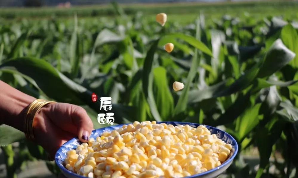 The Story of Chenyi: Yunnan Fruit Corn——A kind of juicy corn, both raw ...