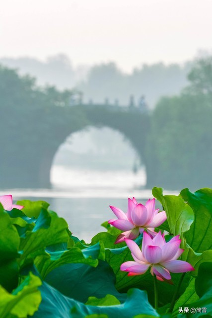 A poem written by Yang Wanli is fresh and lively, and the sentences are ...