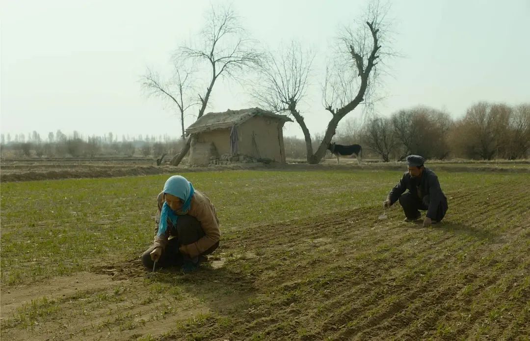 By Li Ruijun's "Hidden in the Dust", talk about the complementarity and ...