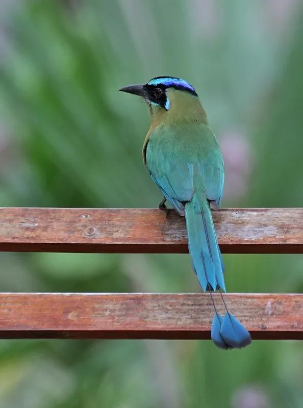 The beauty of nature: the blue-topped emerald bird - iMedia