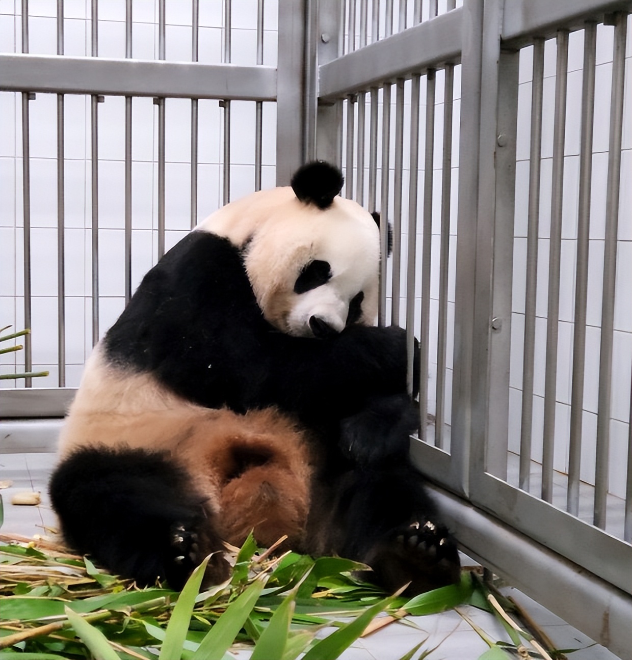 South Korea announced: the first natural breeding of giant pandas ...