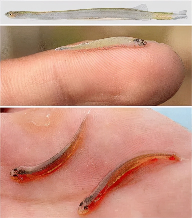 Amazon parasitic catfish, when a person urinates in a river, gets into ...