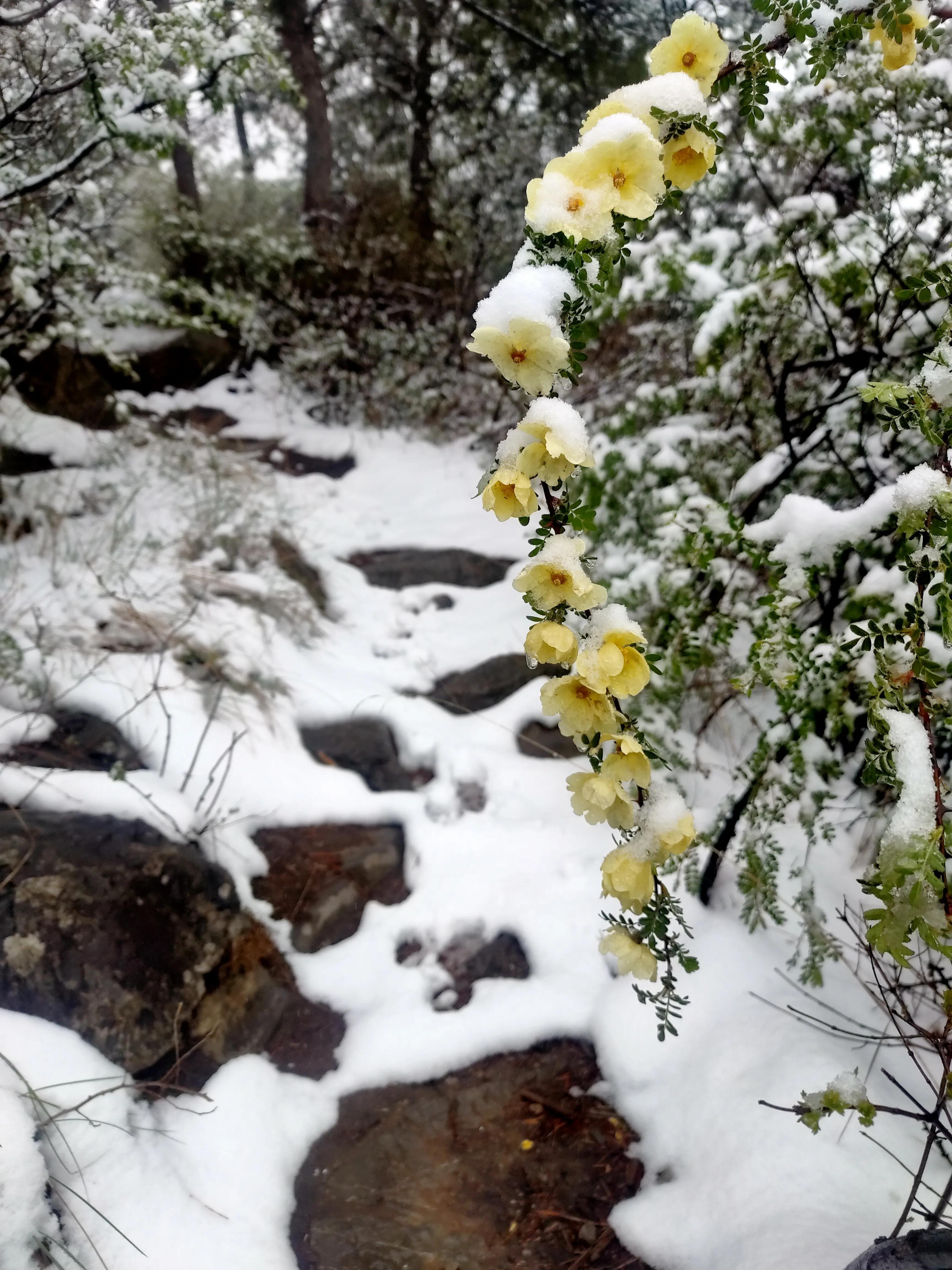 Grain Rain and Snow - iNEWS