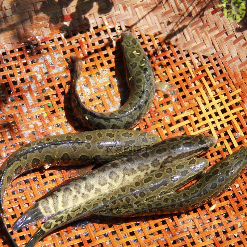 What are the precautions for black fish farming? Technical Guidance for ...