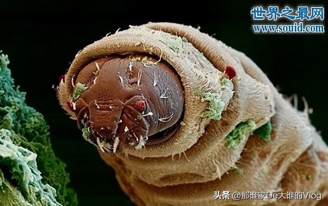 "Wonderful World" The most disgusting creature in the world, the ...