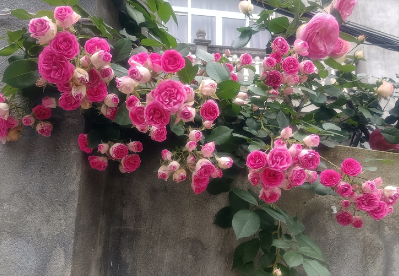 Rose is a "medicine jar", please avoid these "pits" for beginners ...