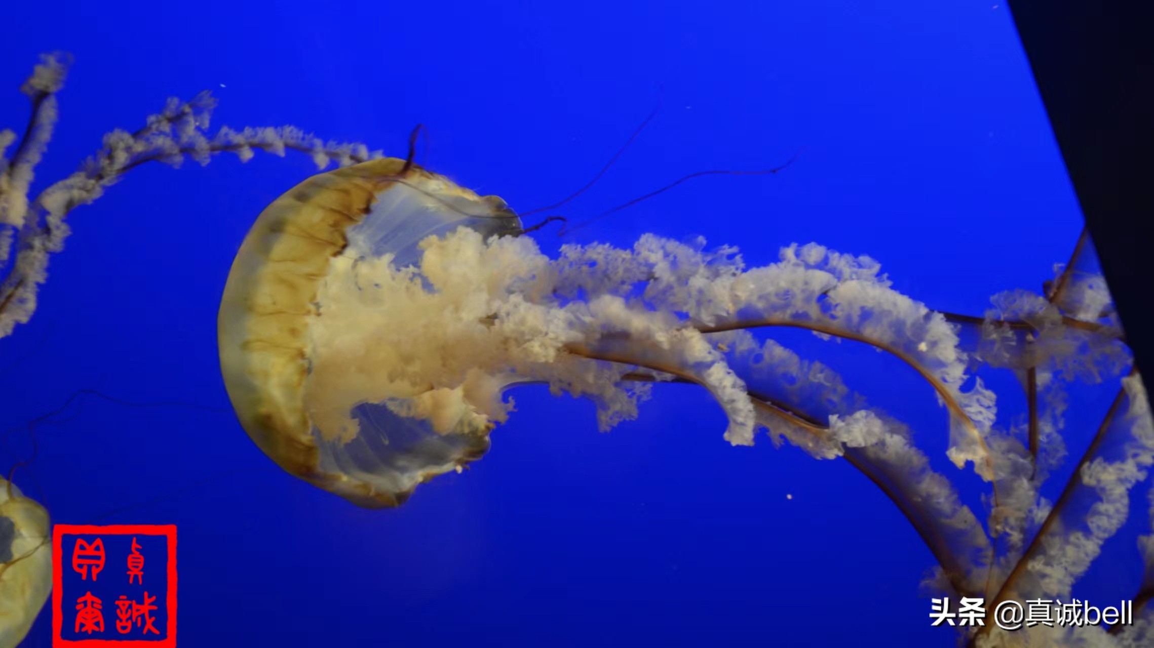 smart jellyfish - iMedia