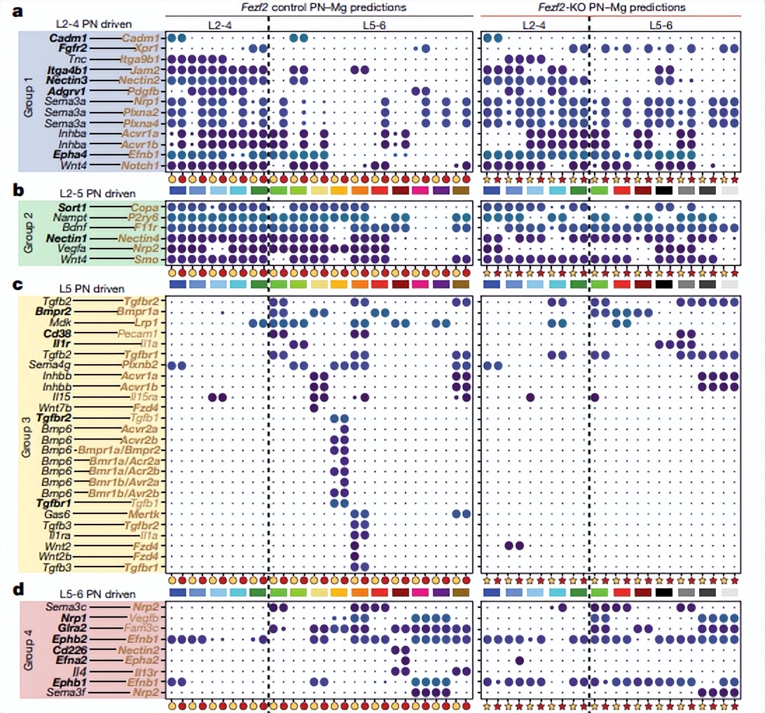 Nature: Diversity of pyramidal neuron subtypes controls the state of ...