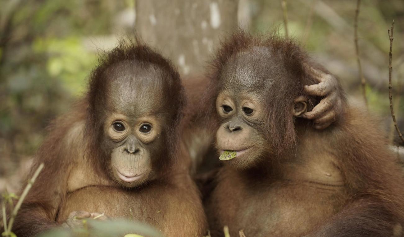 Animals "show their magical powers" in order to mate and reproduce ...