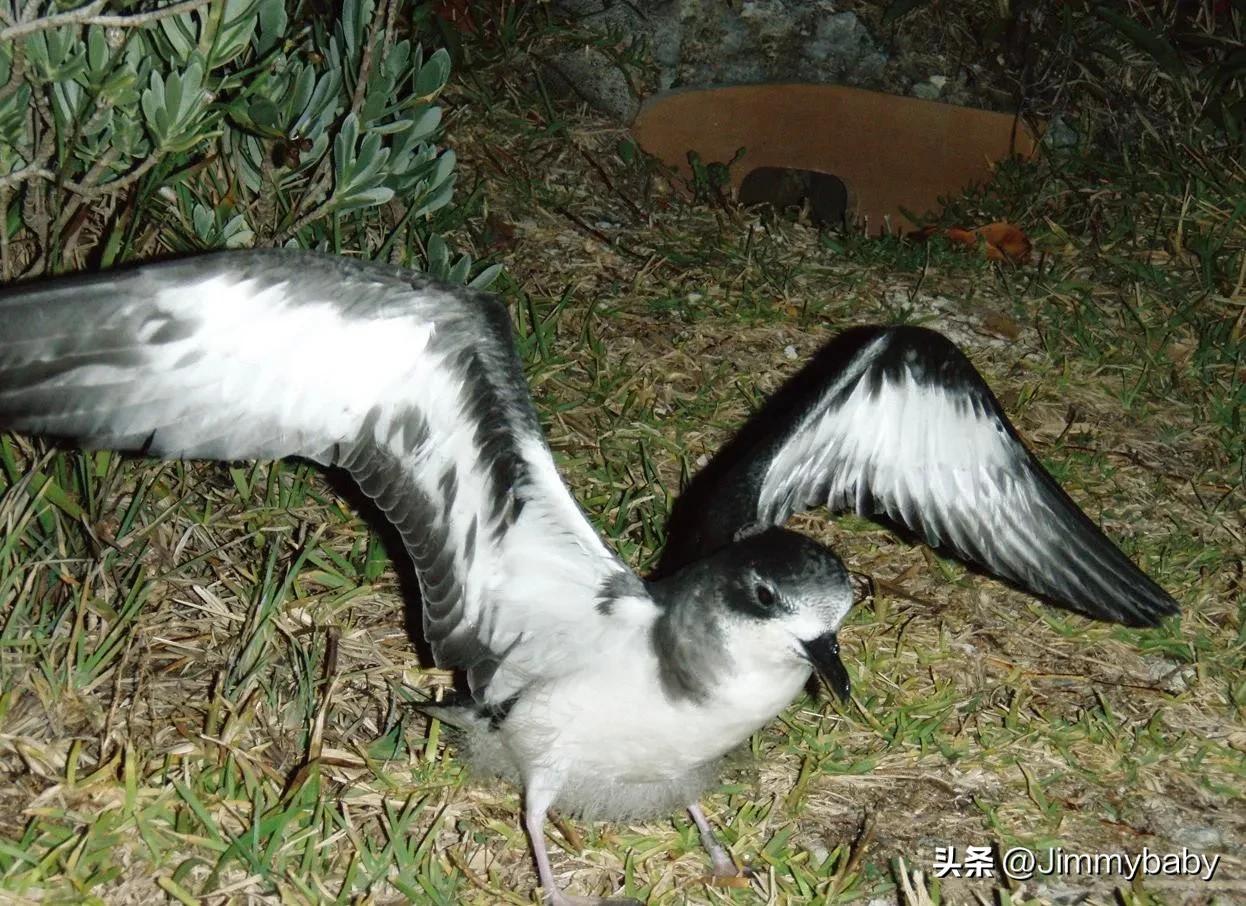 The legend of the world's national bird: Bermuda round-tailed ...