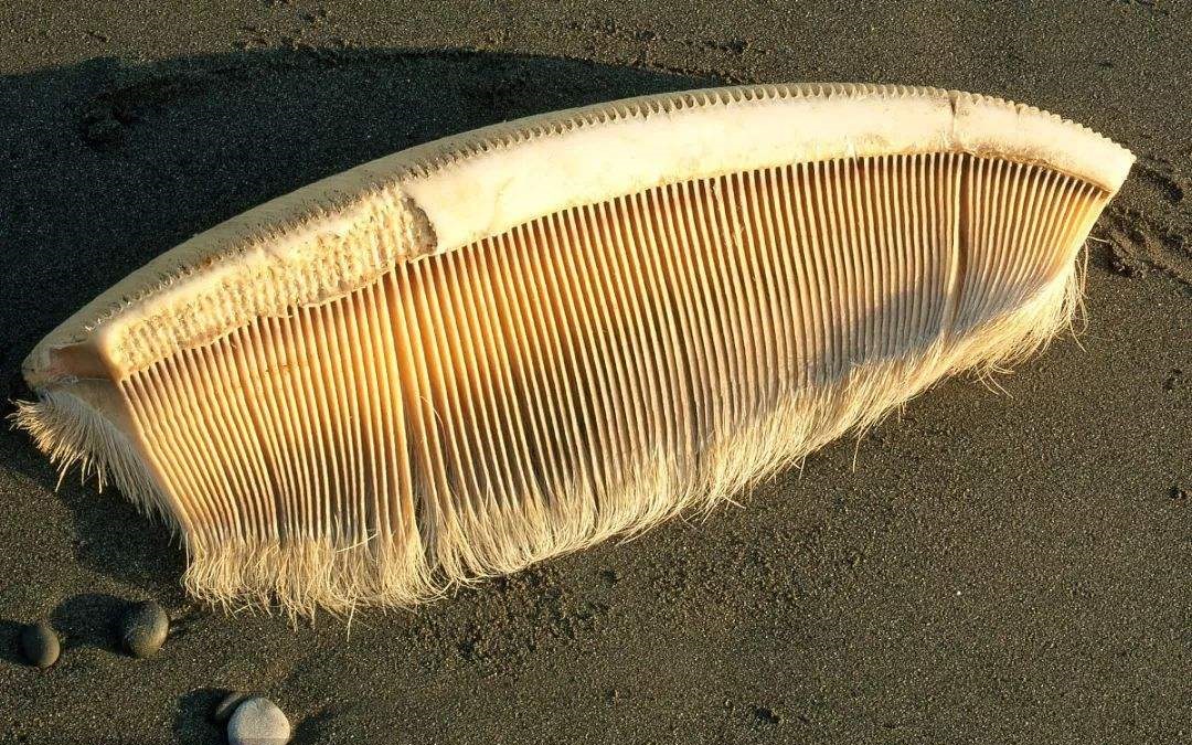 Blue whale defecates 2 tons at a time!Known as a gift from nature, what ...