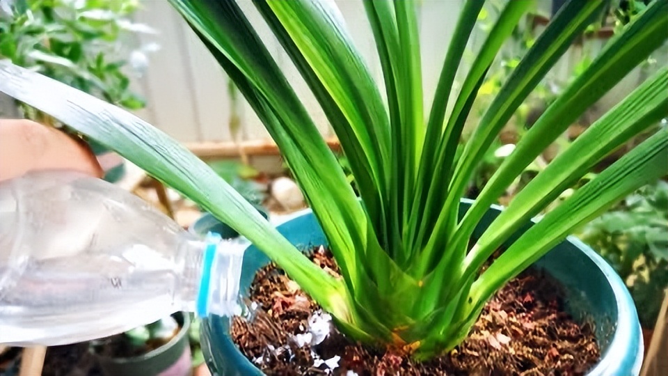 How to water the flowers? Master the "3 points", not afraid of dryness or waterlogging, good ...