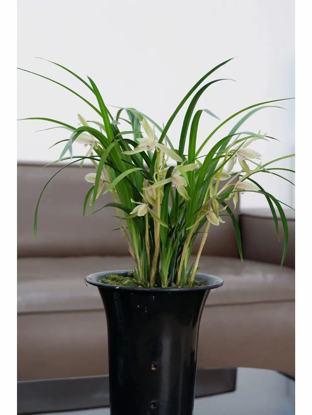 The key points to pay attention to when repotting orchids, master these ...