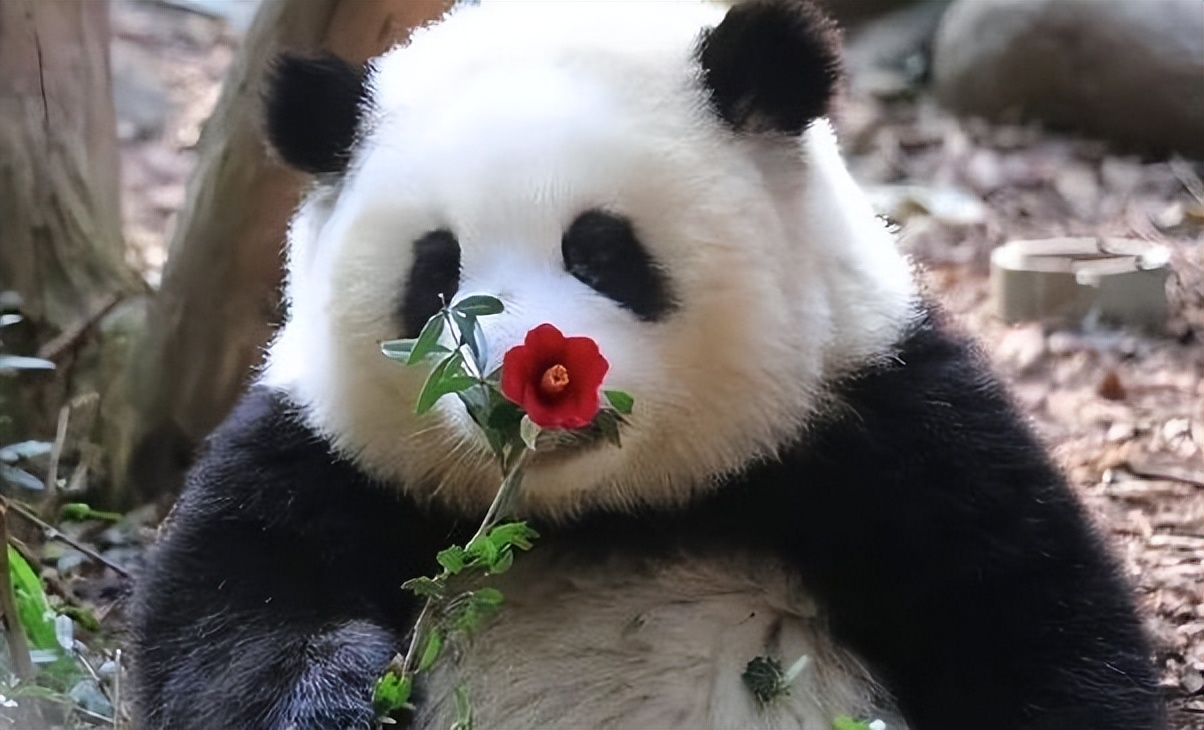 After Huahua, another Internet celebrity panda is born, and Xinmeng ...