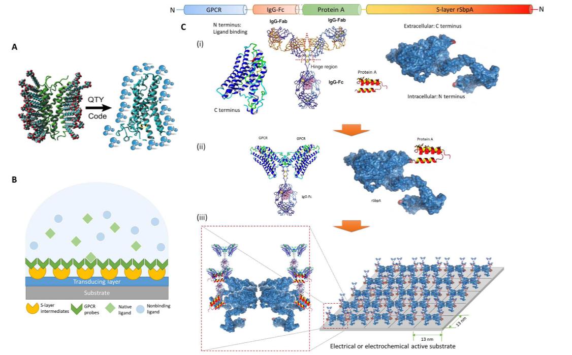 Scalable biomimetic sensing system based on membrane receptor double ...