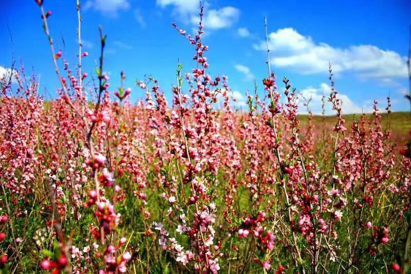 Have you seen a living fossil plant? - iNEWS