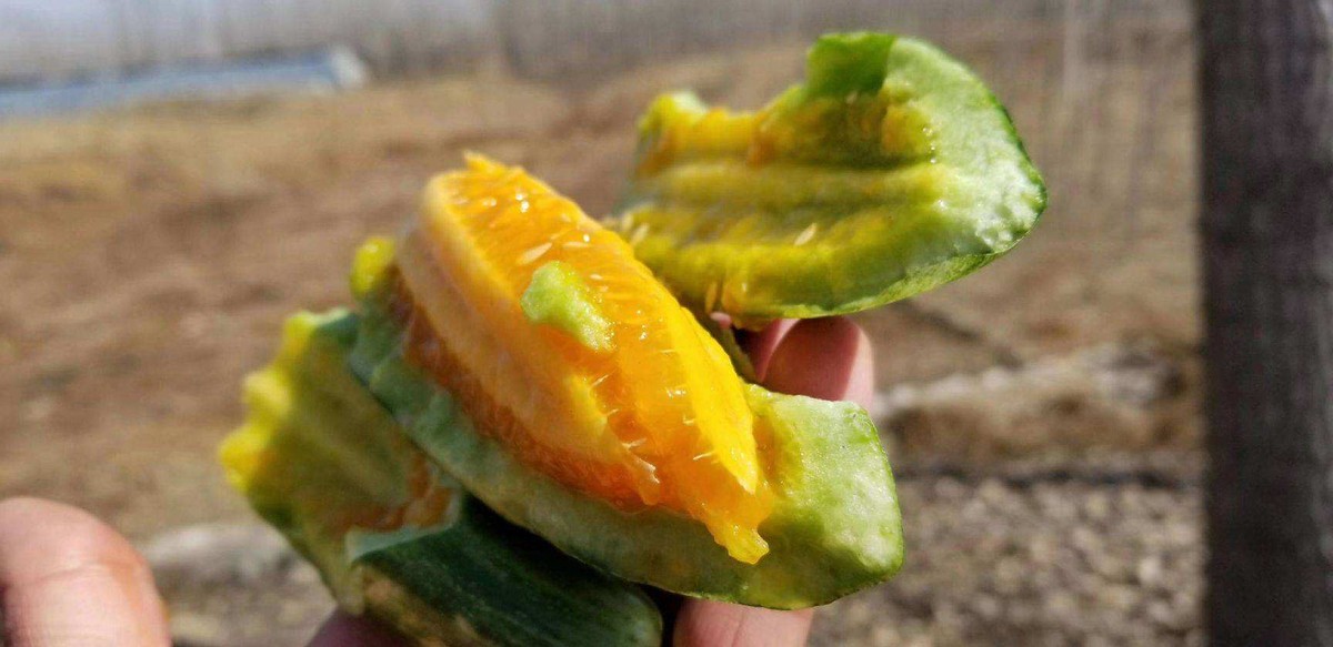 Brother, the 80-meter melon shed is on the market on New Year's Day and ...