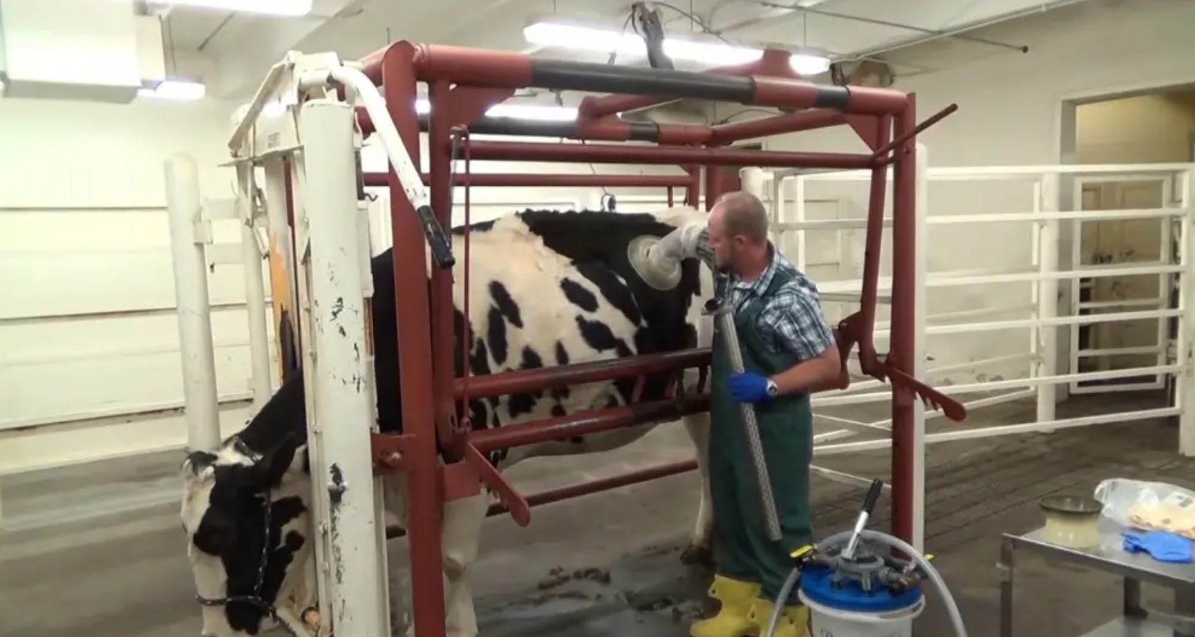 Why make a hole in the cow and often reach in and dig it out, don't ...